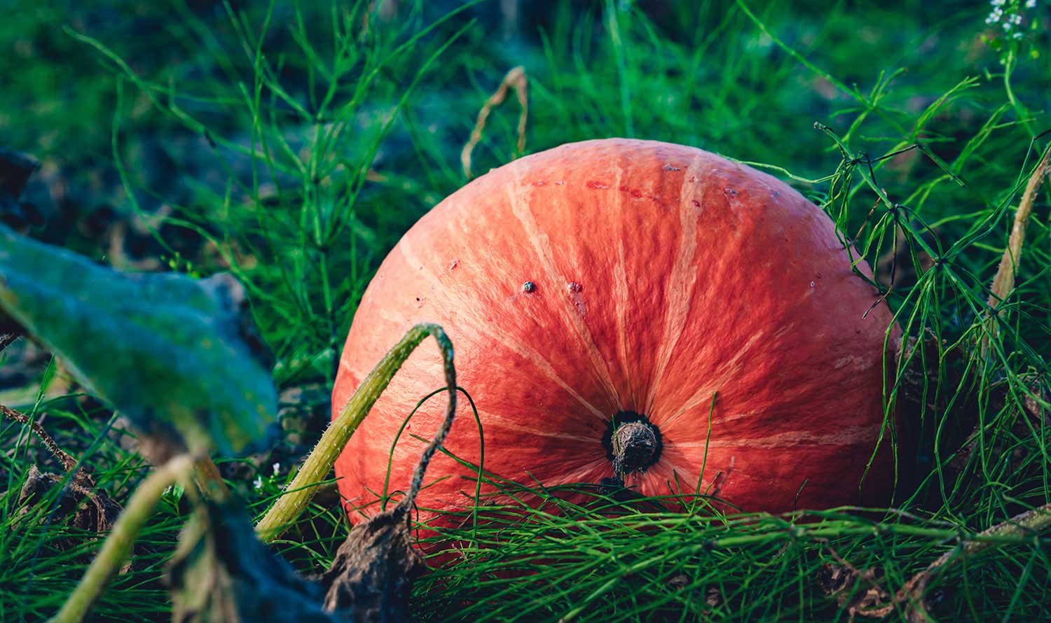 The Super Soil Organic Farming Strong plants - LEO Agriculture