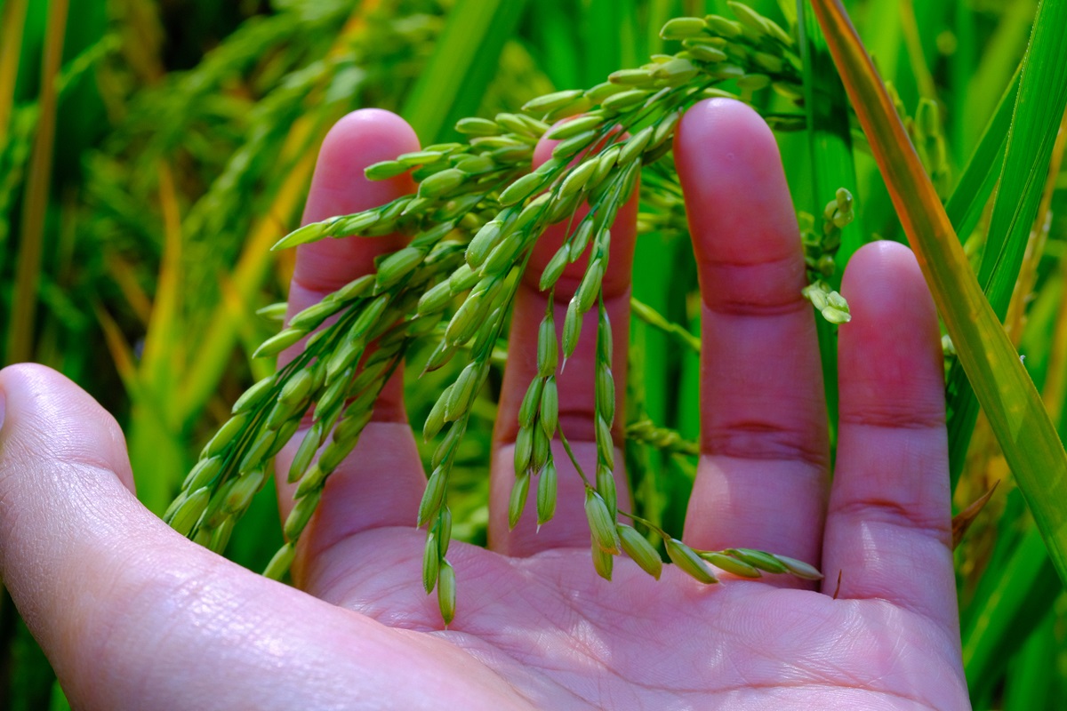 Rice-Based Feeds: A Nutritious and Economical Feed Alternative for ...